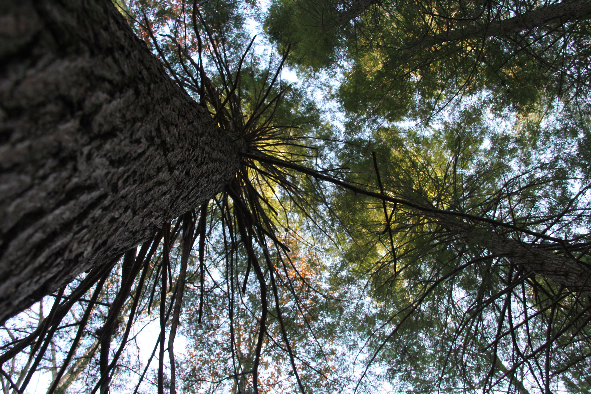 Hemlock Tree Wallpapers (21 images) - WallpaperCat