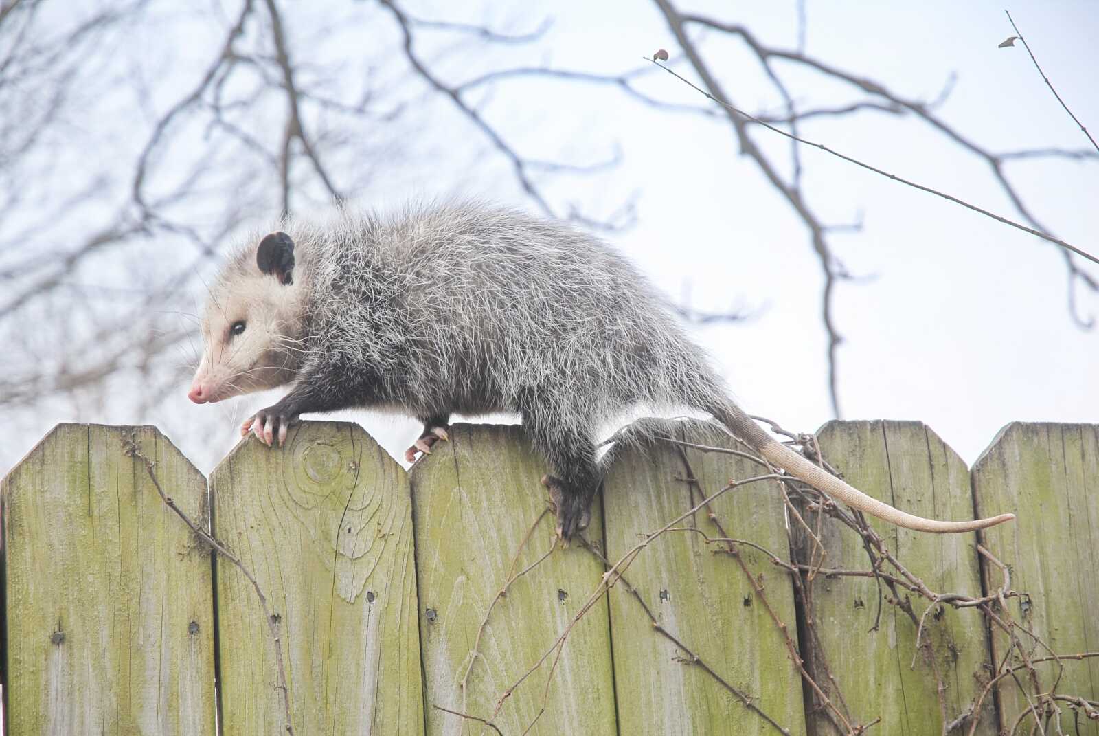 Opossum Wallpapers (38 images) - WallpaperCat