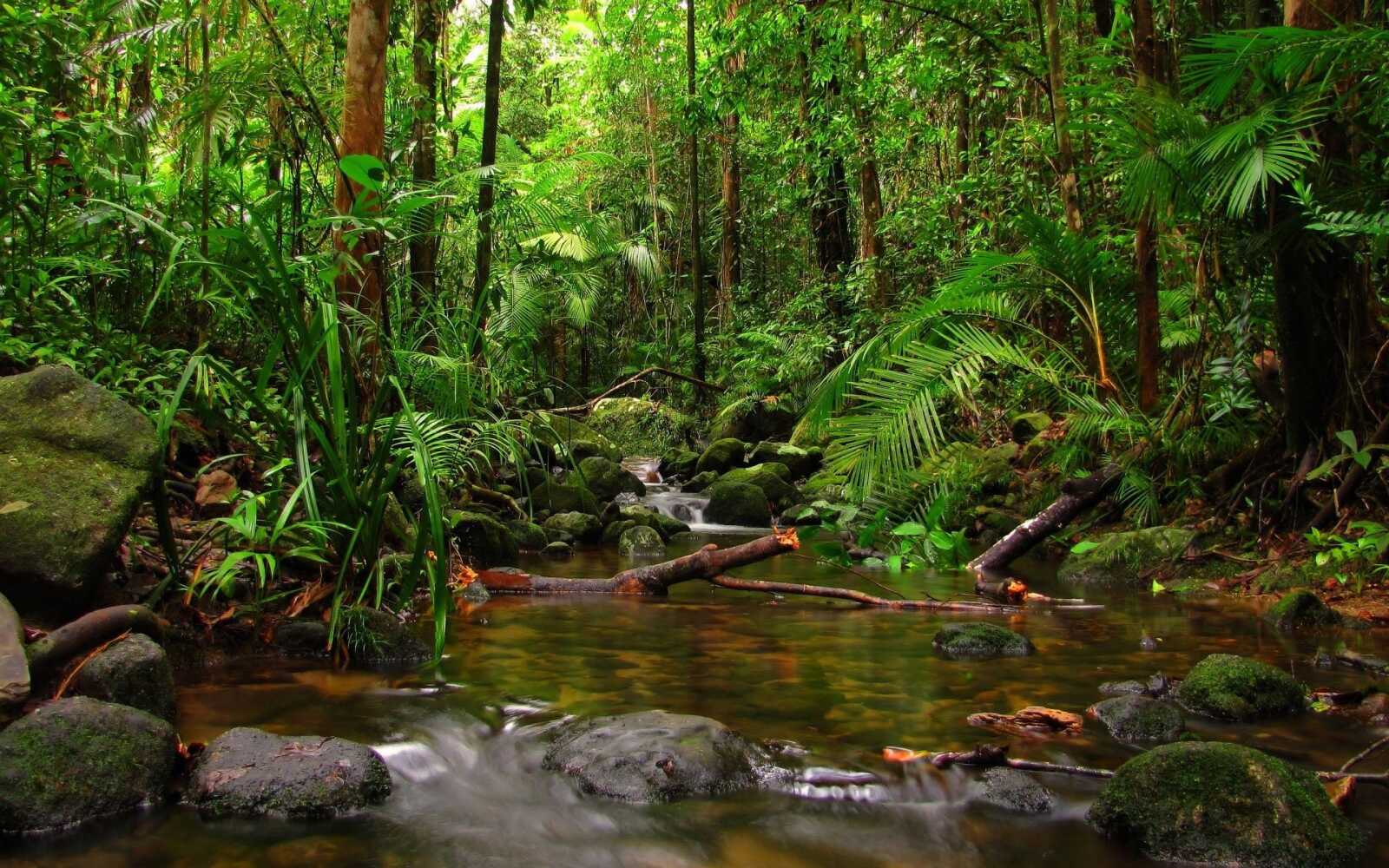 Amazon Rain Forest Wallpapers (57 images) - WallpaperCat