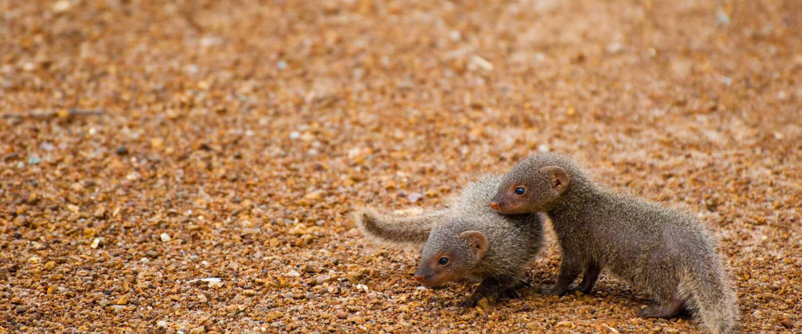 Mongoose Wallpapers (29 images) - WallpaperCat