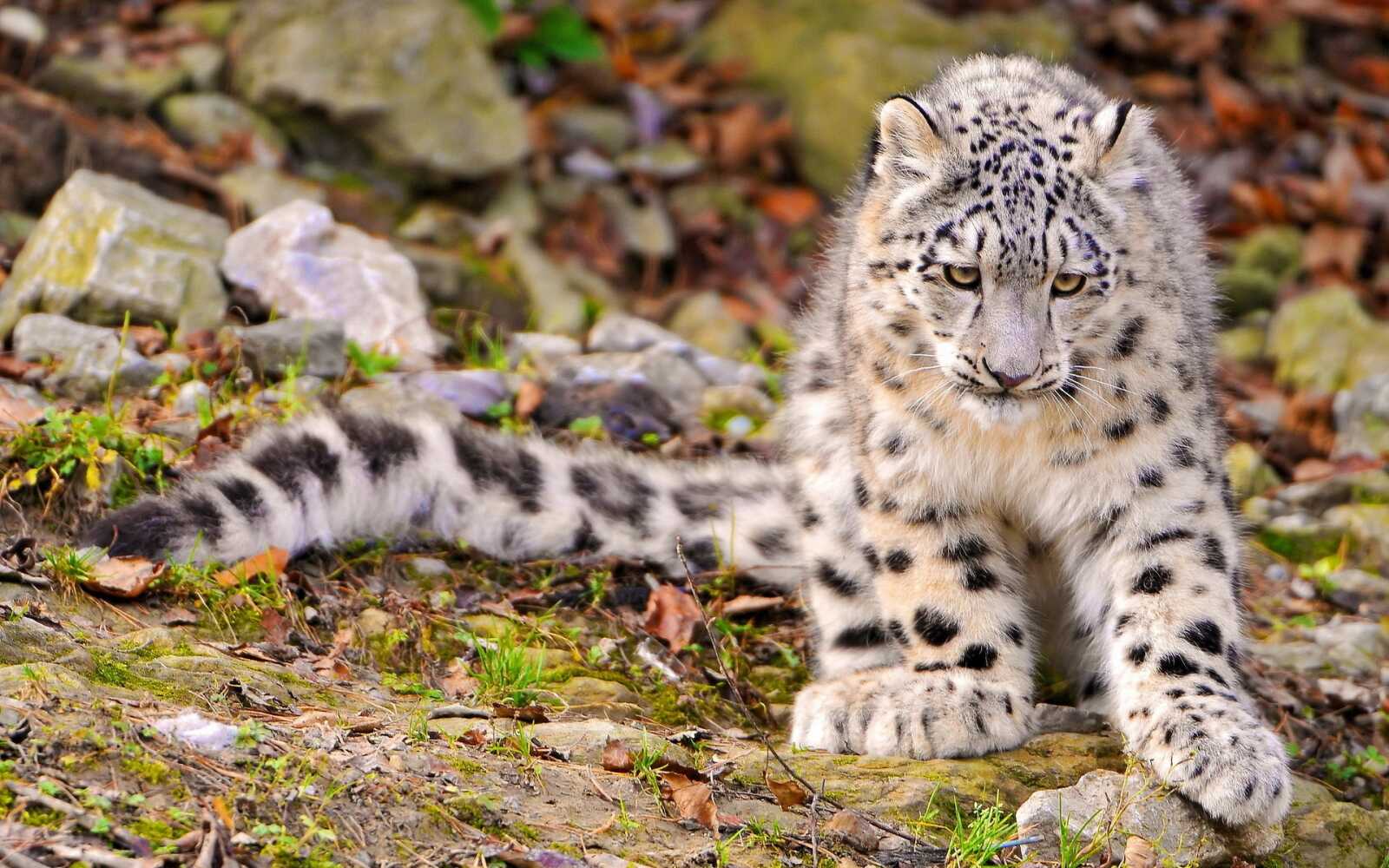 Snow Leopard Wallpapers (76 images) - WallpaperCat