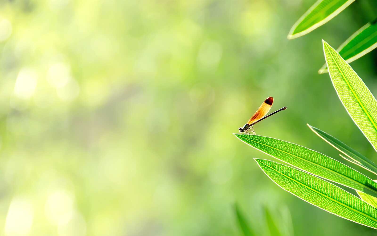Dragonfly Wallpapers (31 images) - WallpaperCat