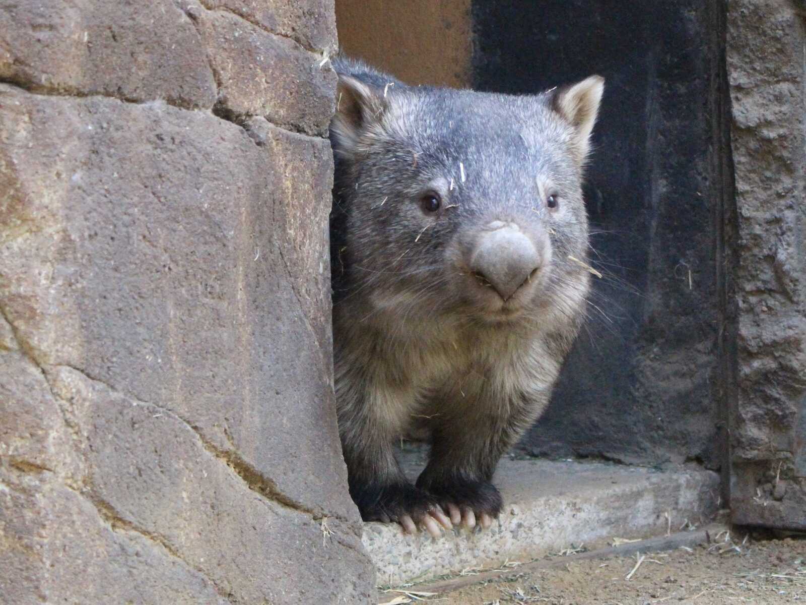 Wombat Wallpapers (35 images) - WallpaperCat