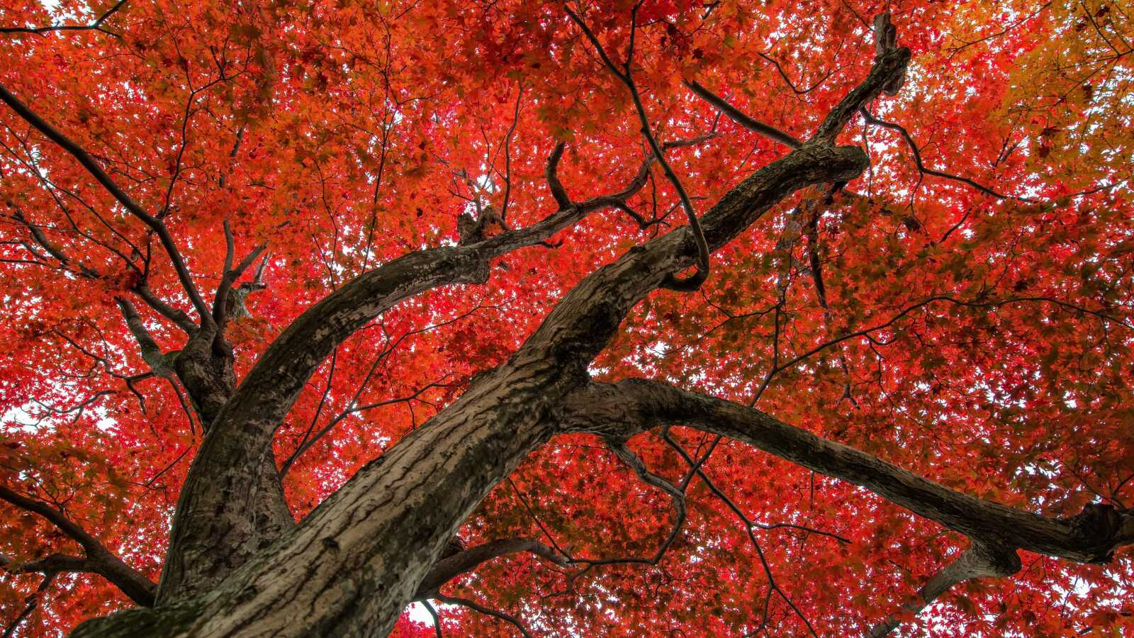 Maple Tree Wallpapers (97 images) - WallpaperCat