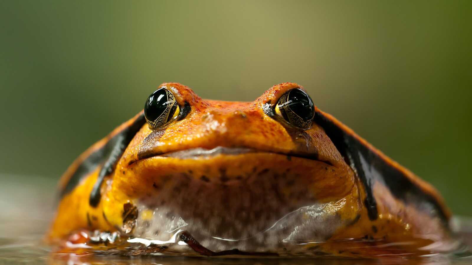 Frog Wallpapers (58 images) - WallpaperCat