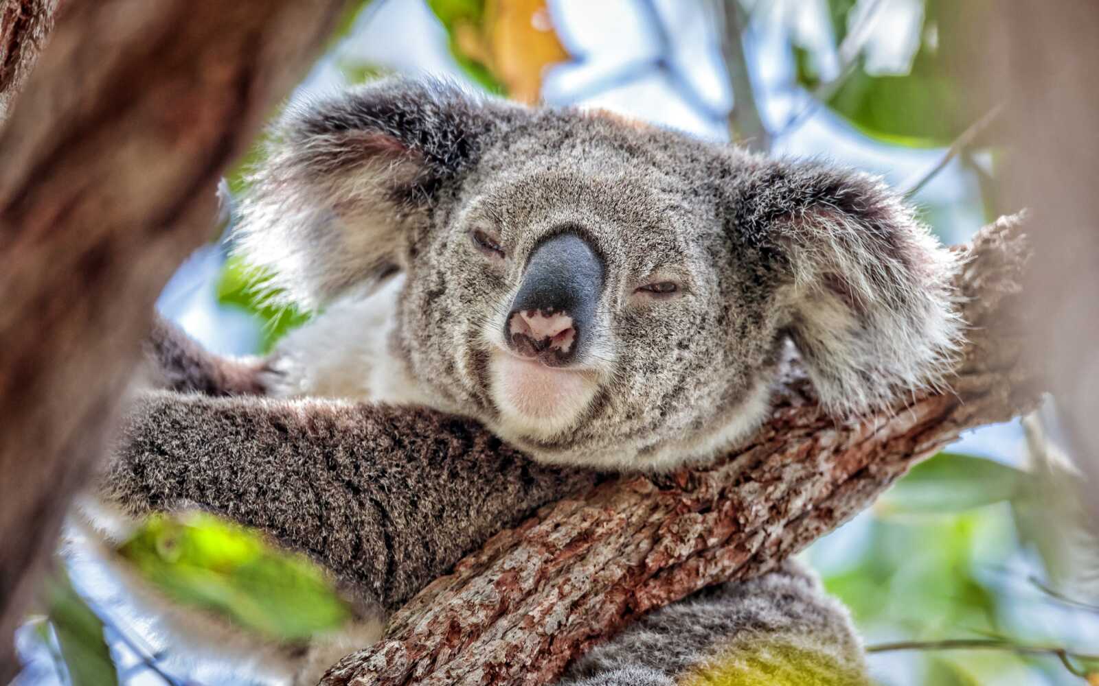 Koala Wallpapers (86 images) - WallpaperCat