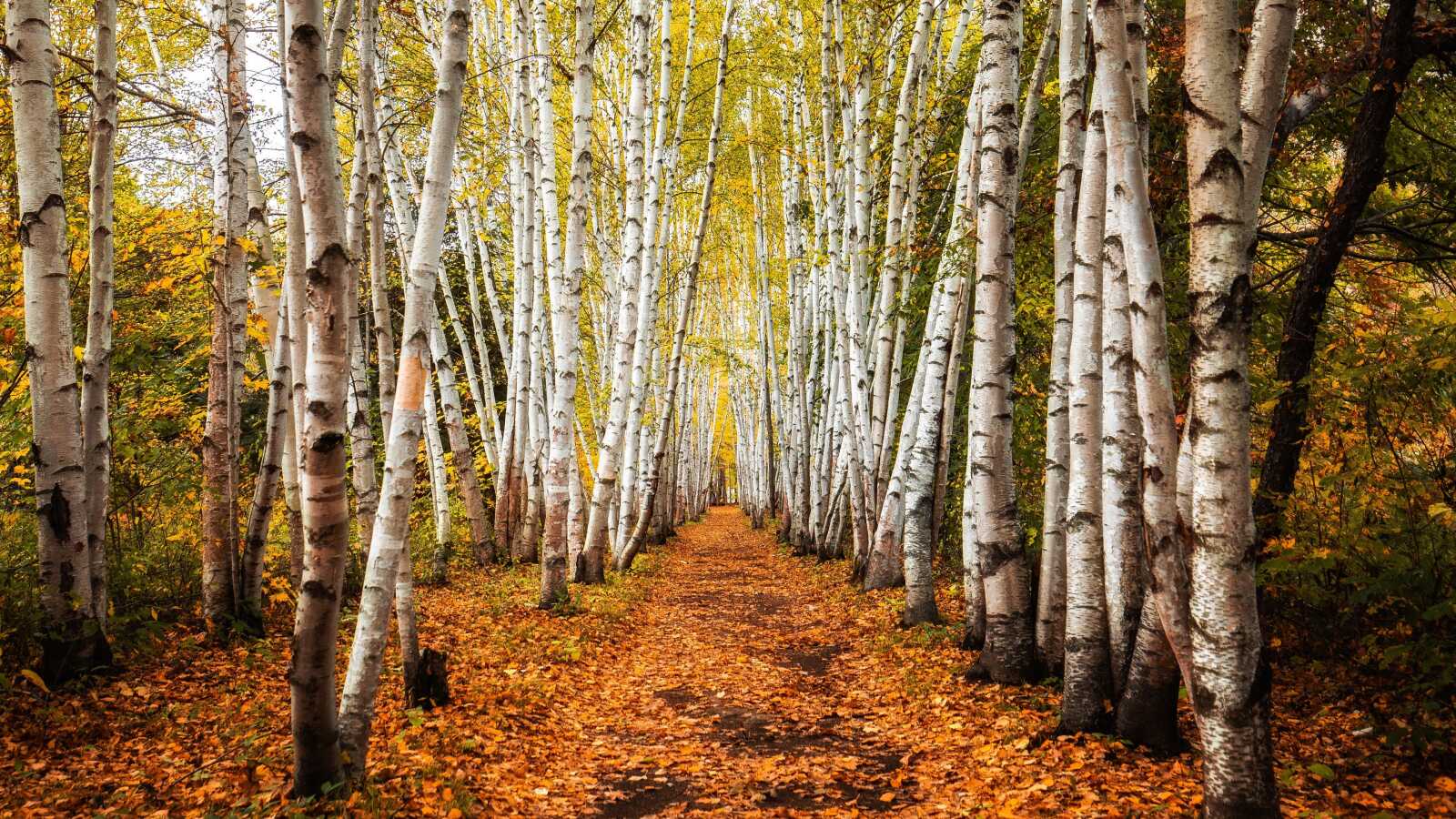 Aspen Tree Wallpapers (53 images) - WallpaperCat