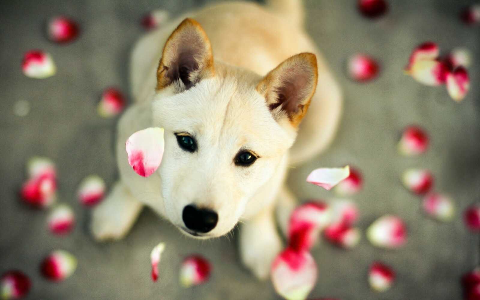 Cute Dog Wallpapers (60 images) - WallpaperCat