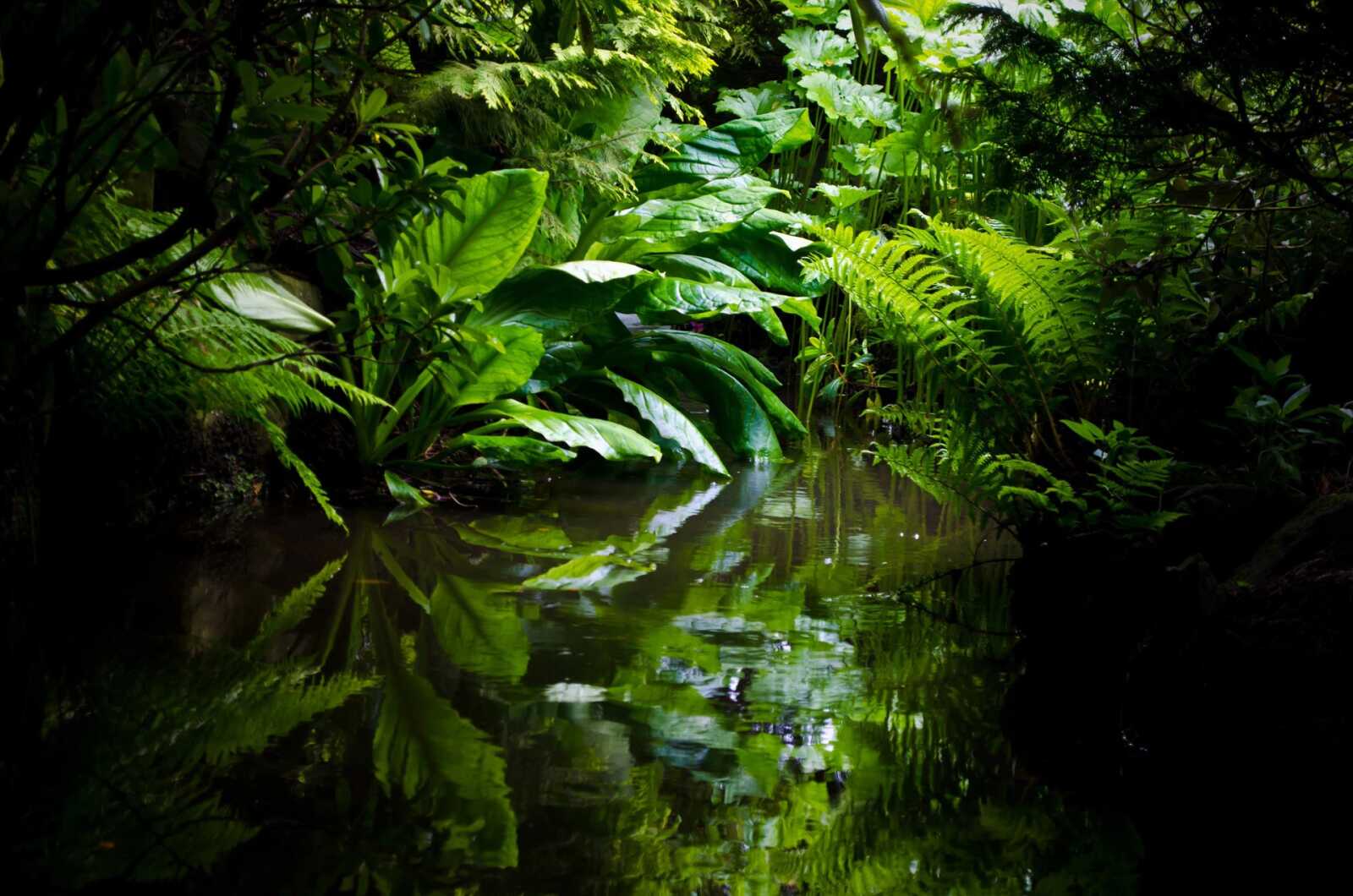 Amazon Rain Forest Wallpapers (57 images) - WallpaperCat