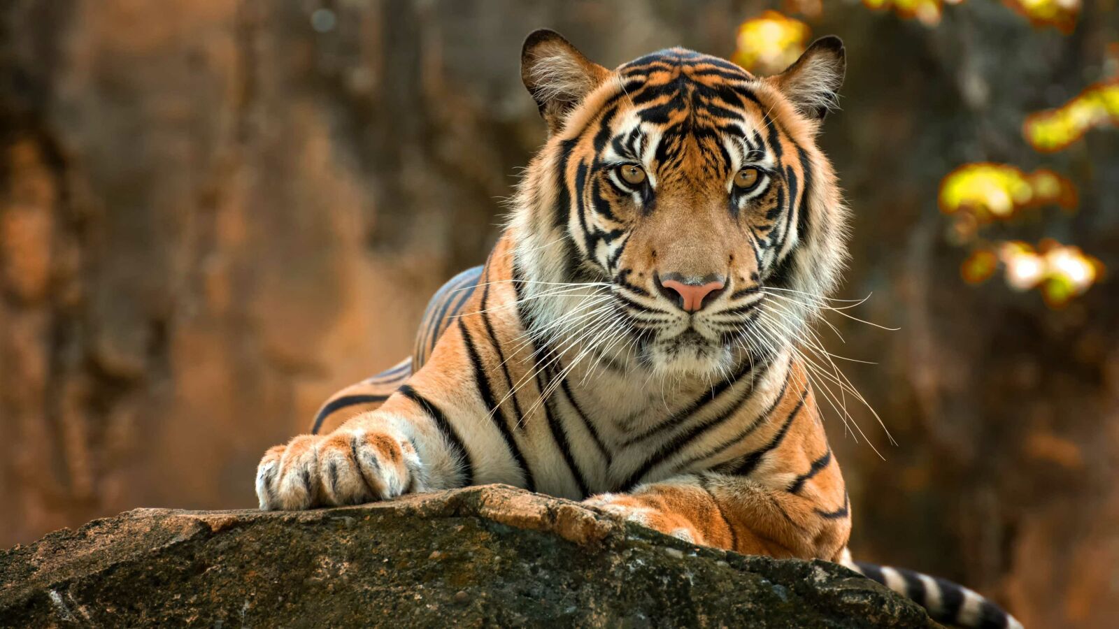 Tiger Wallpapers (86 images) - WallpaperCat