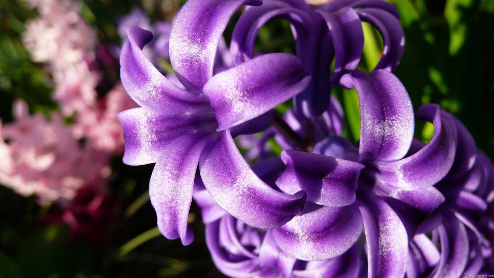 Hyacinth Wallpapers (32 images) - WallpaperCat