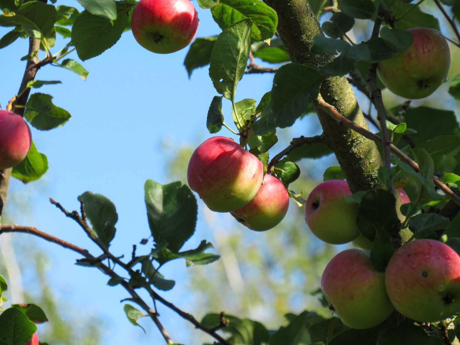 Apple Tree Wallpapers (70 images) - WallpaperCat
