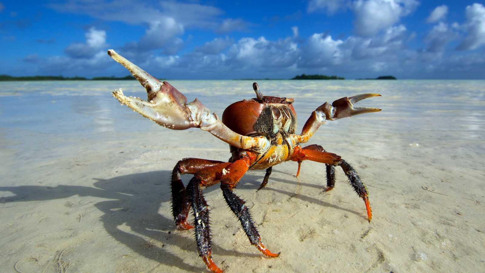 Crab Wallpapers (49 images) - WallpaperCat