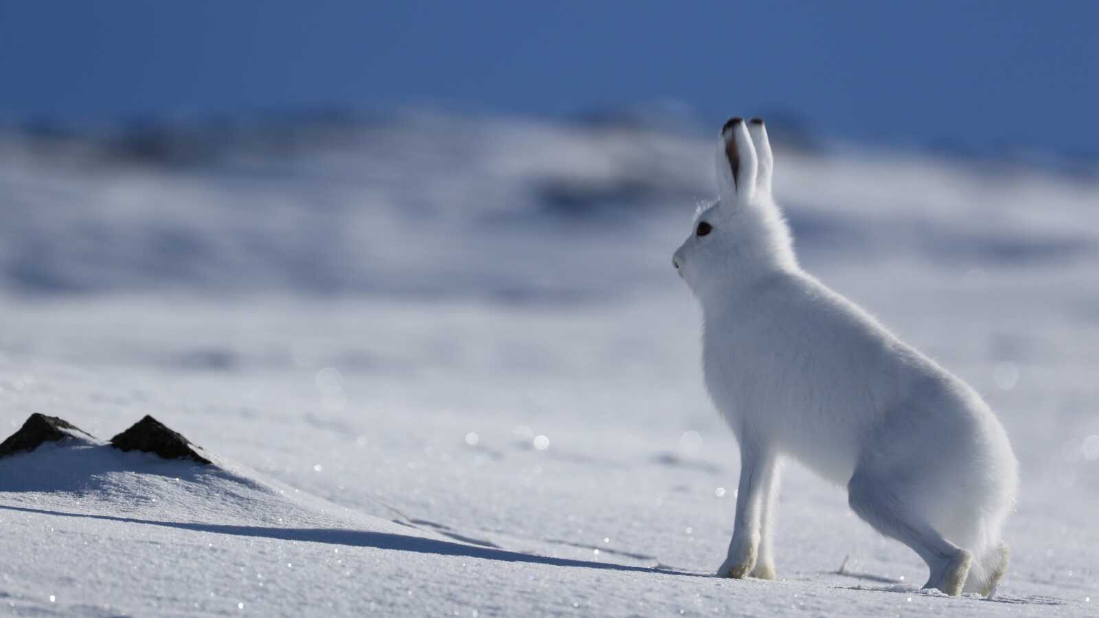 Hare Wallpapers (43 images) - WallpaperCat