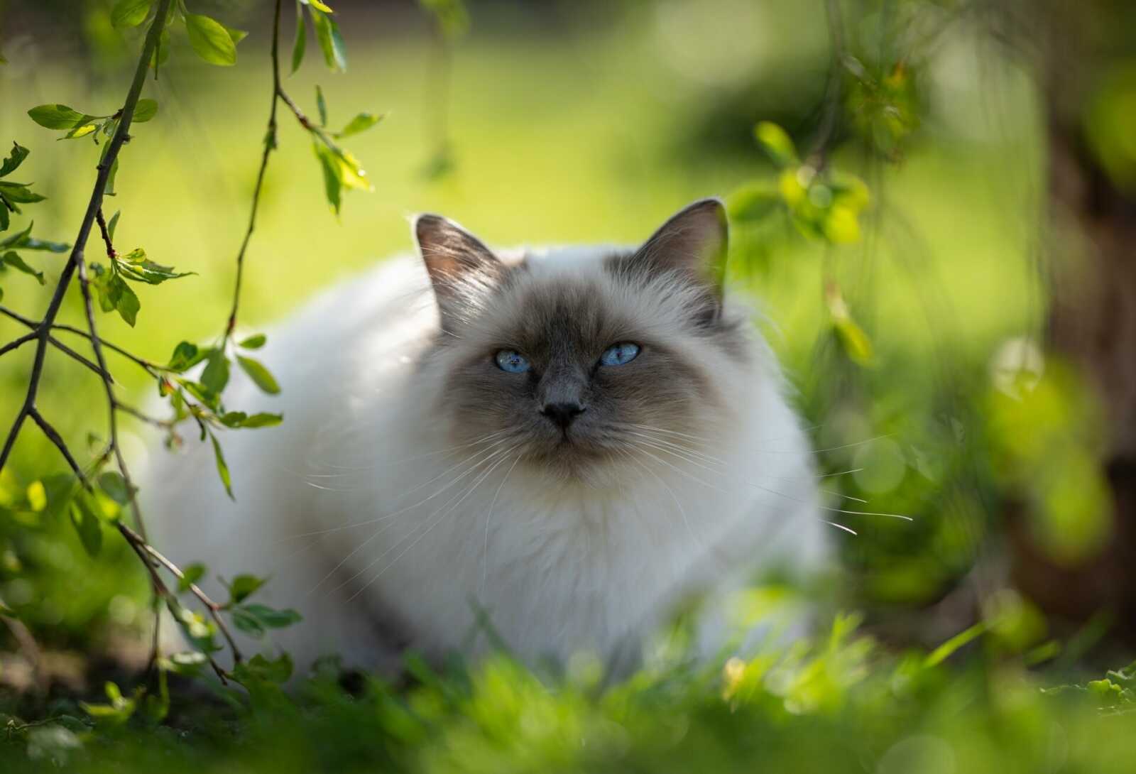 Ragdoll Wallpapers (27 images) - WallpaperCat