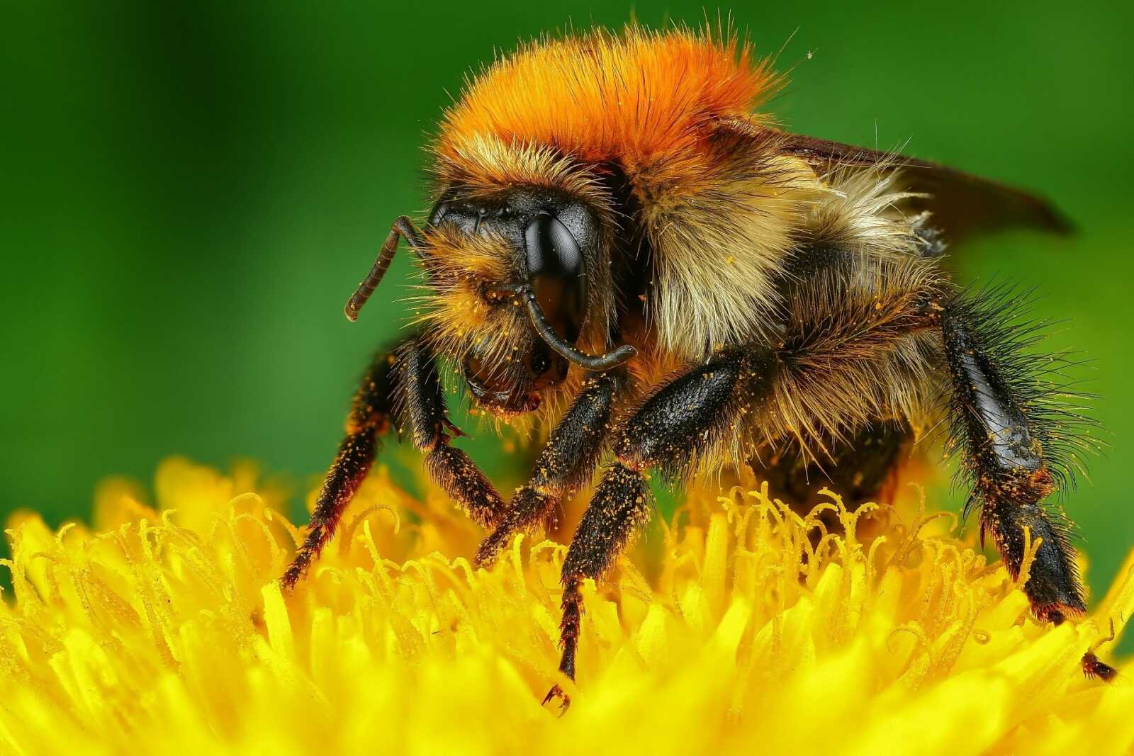 Bee Wallpapers (75 images) - WallpaperCat