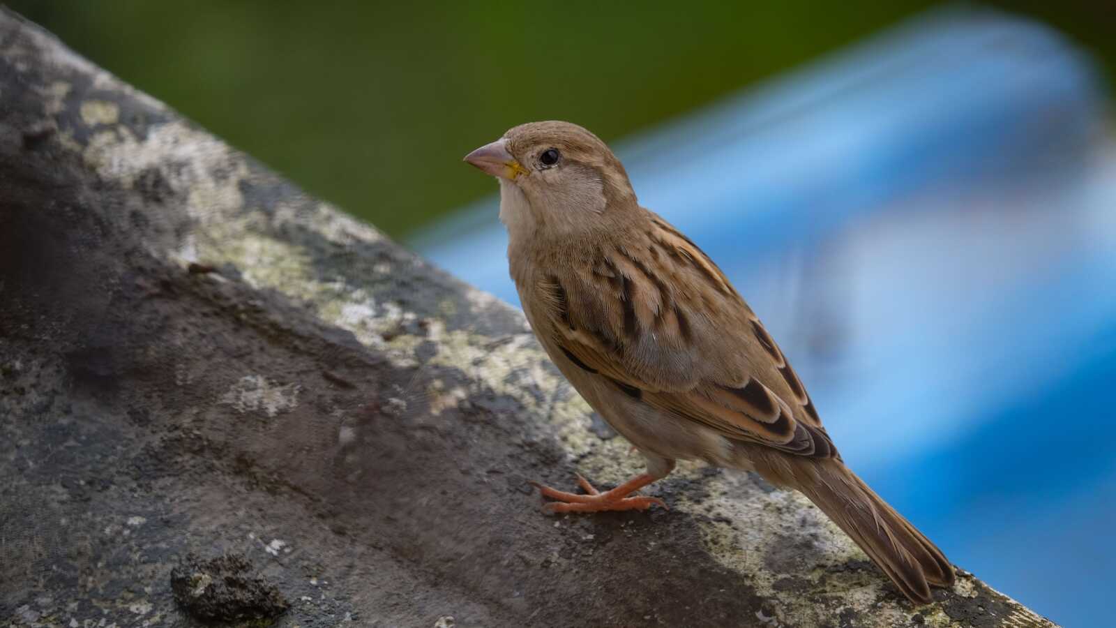 Sparrow (Bird) Wallpapers (46 images) - WallpaperCat