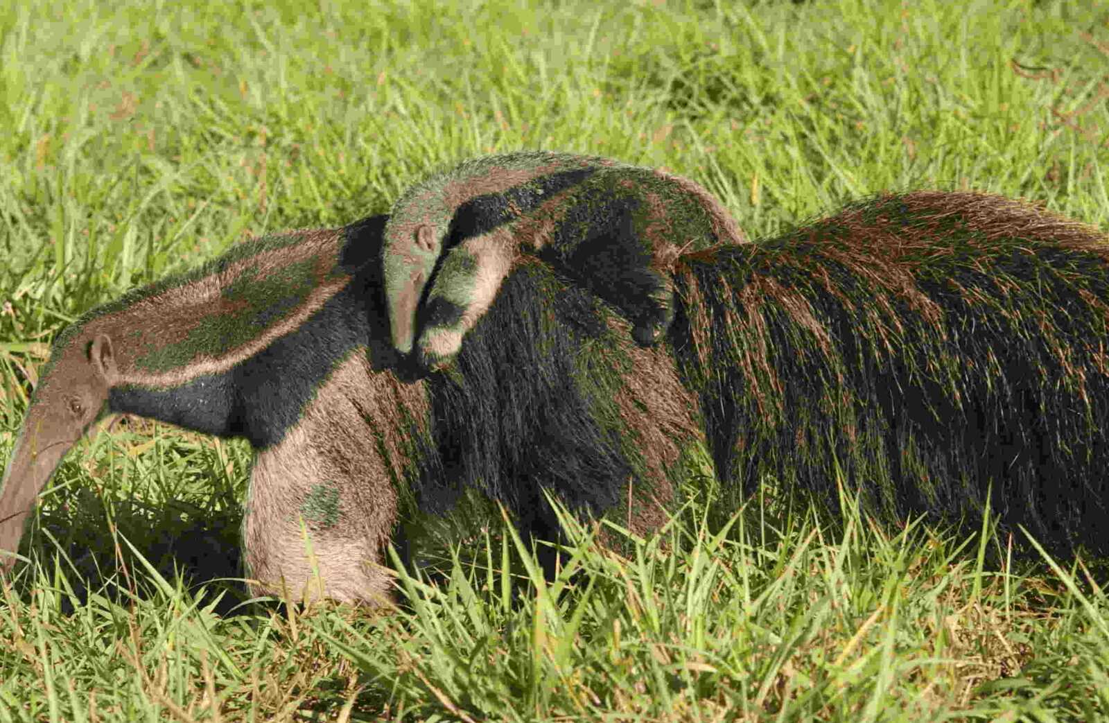 Anteater Wallpapers (46 images) - WallpaperCat