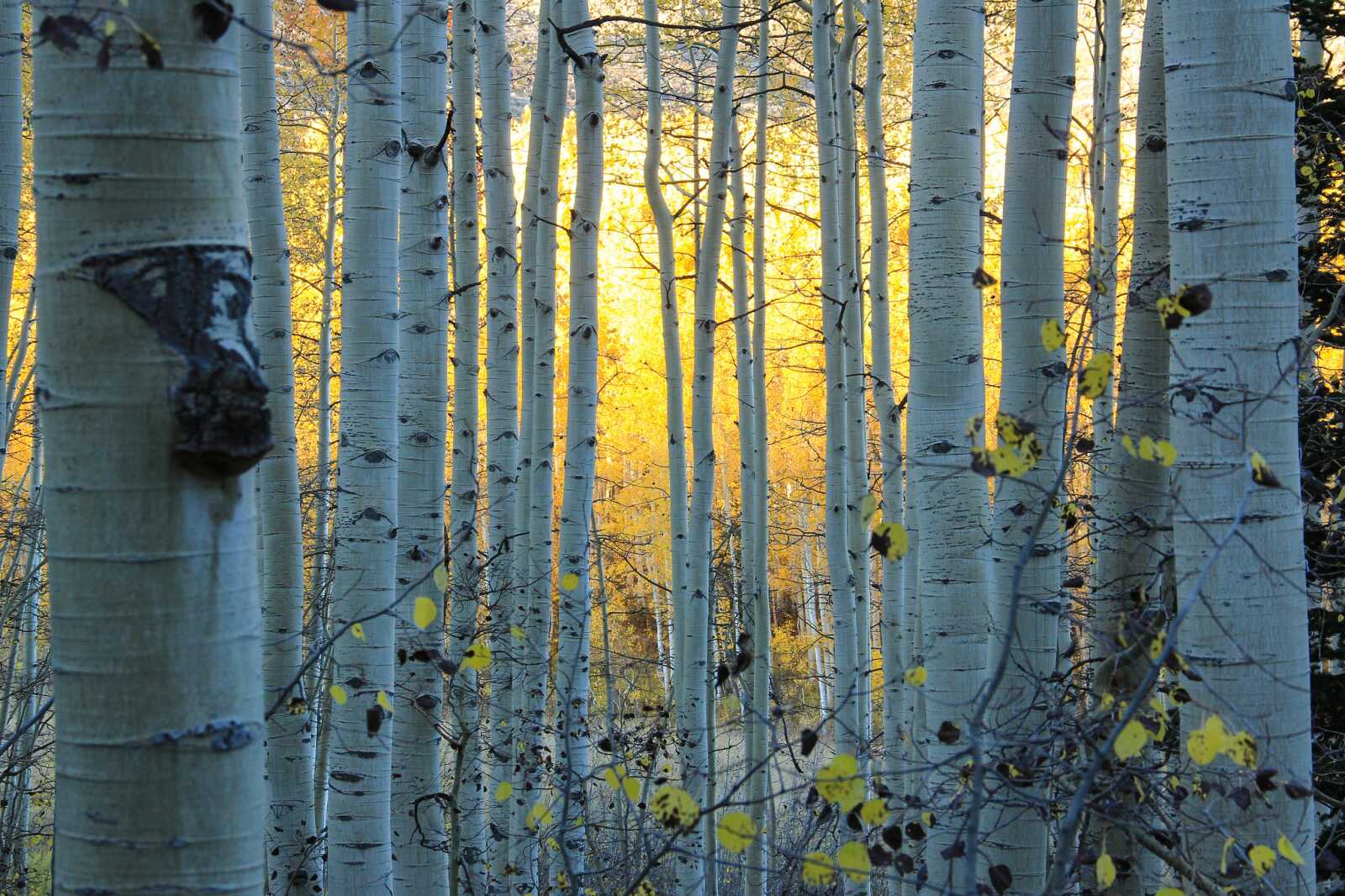 Birch Tree Wallpapers (94 images) - WallpaperCat