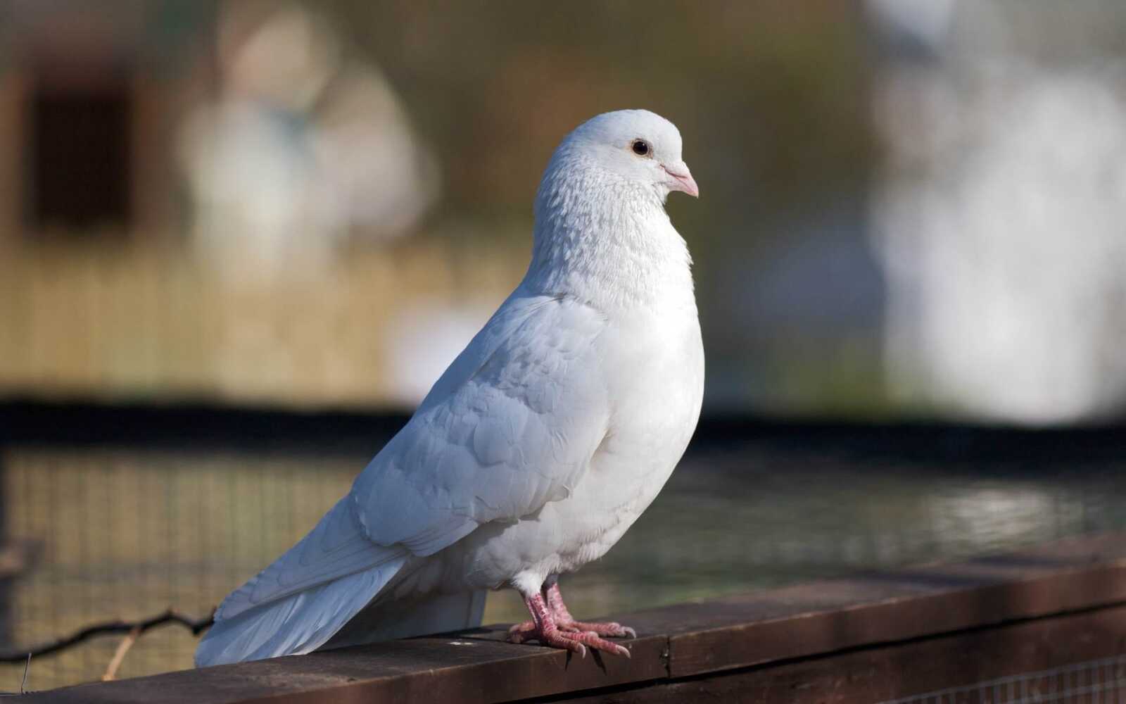 Pigeon Wallpapers (44 images) - WallpaperCat