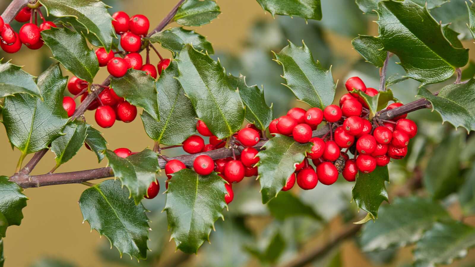 Holly Tree Wallpapers (27 images) - WallpaperCat
