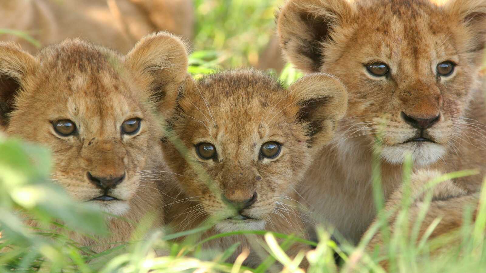 Animal Cubs Wallpapers (50 images) - WallpaperCat
