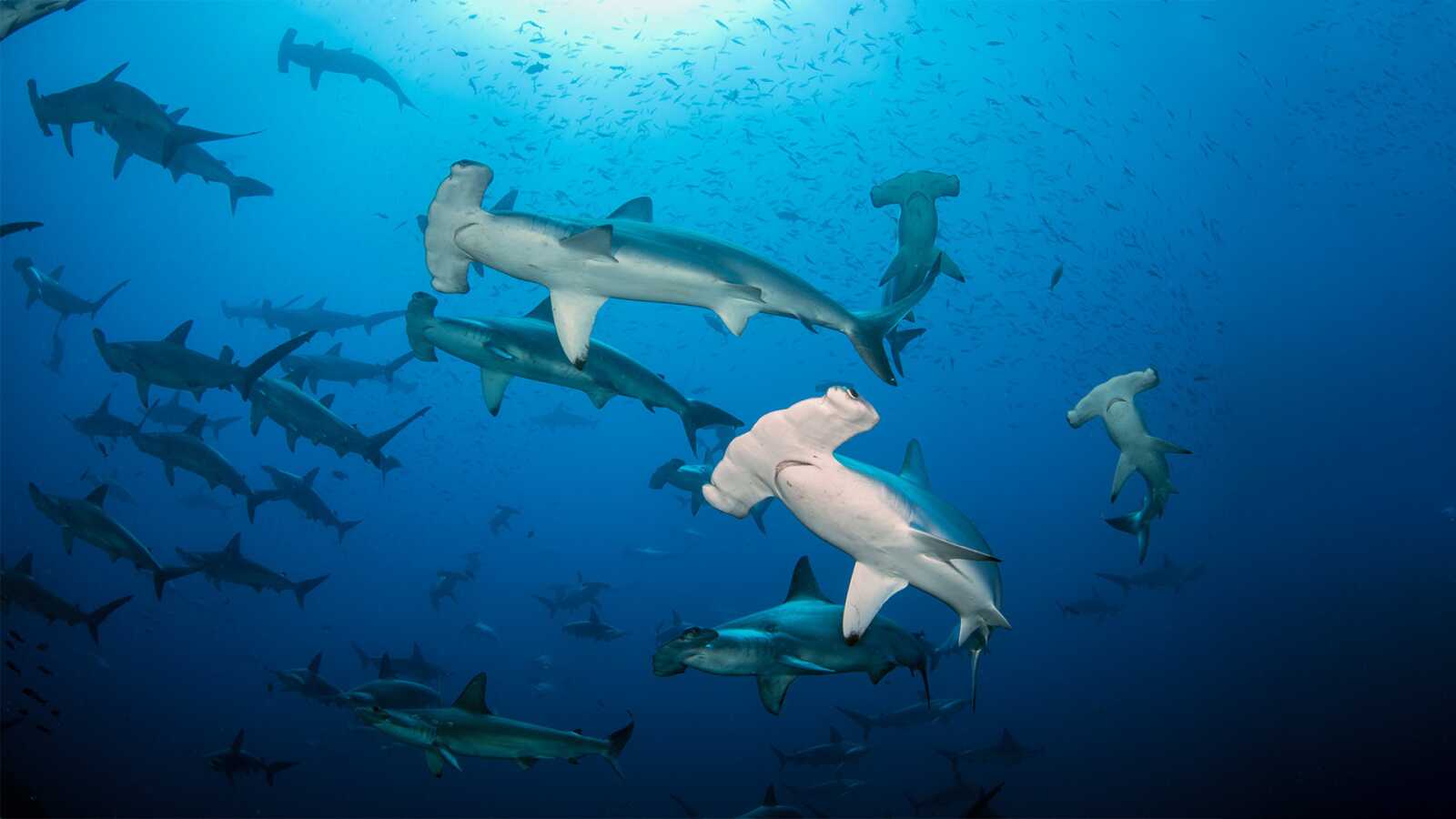 Hammerhead Sharks Wallpapers (27 images) - WallpaperCat