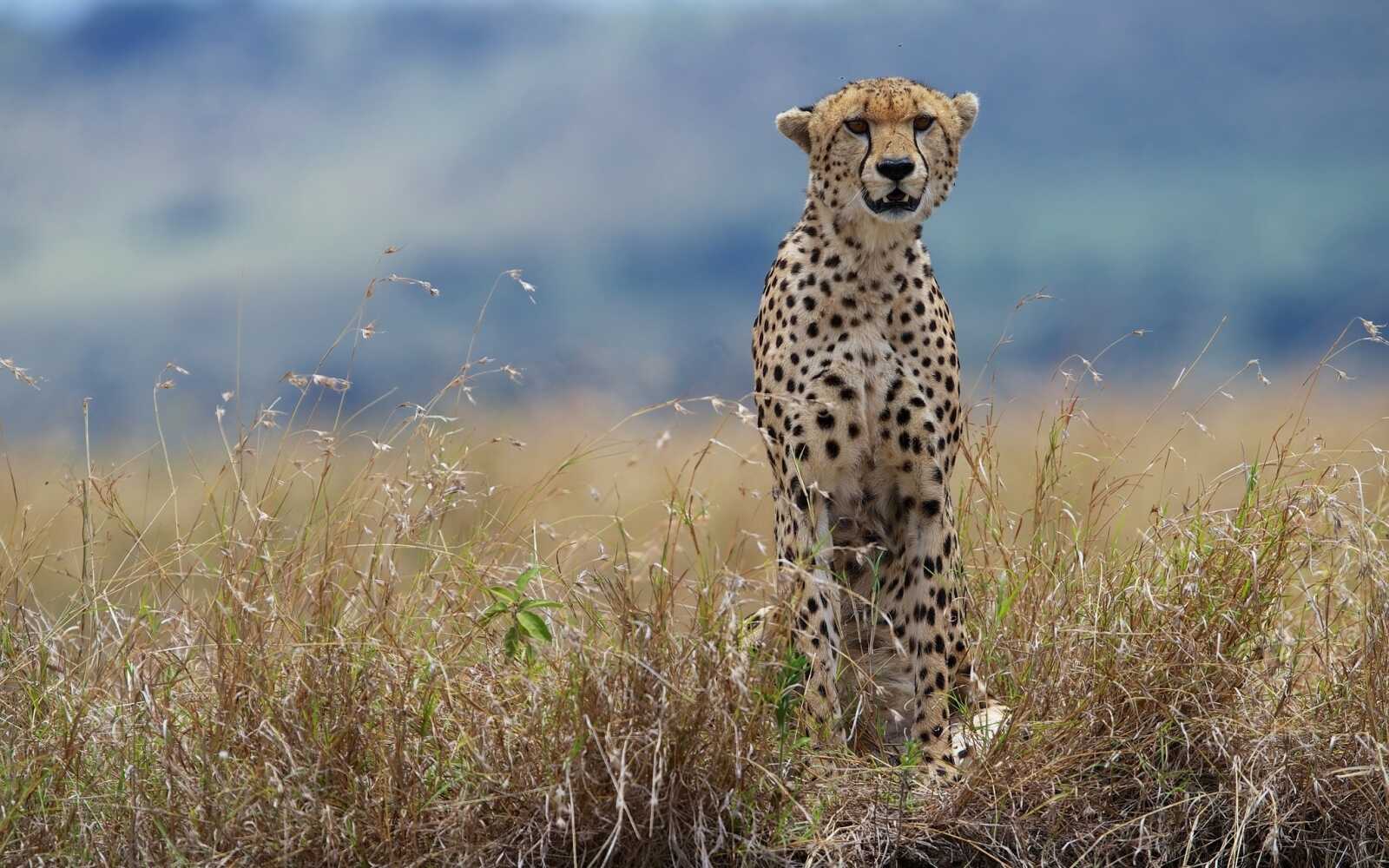 Cheetah Wallpapers (61 images) - WallpaperCat