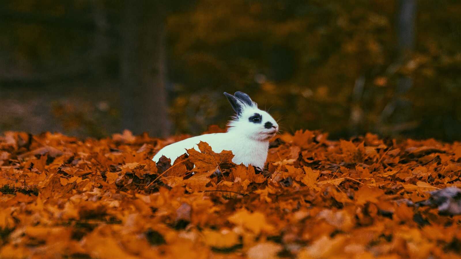Hare Wallpapers (43 images) - WallpaperCat