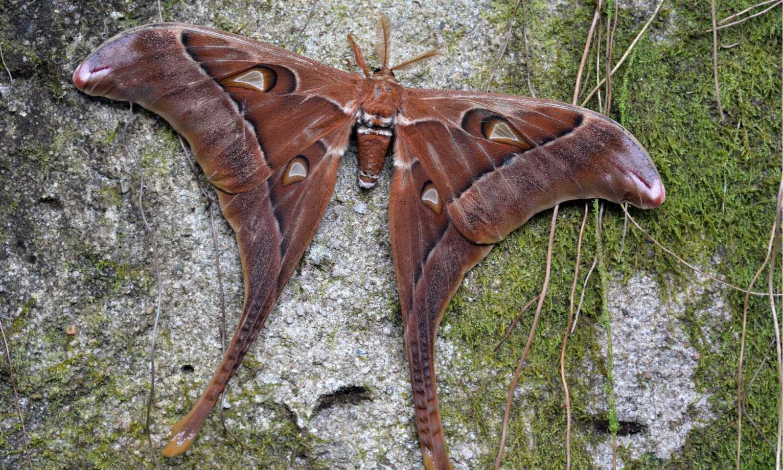 Moth Wallpapers (38 images) - WallpaperCat