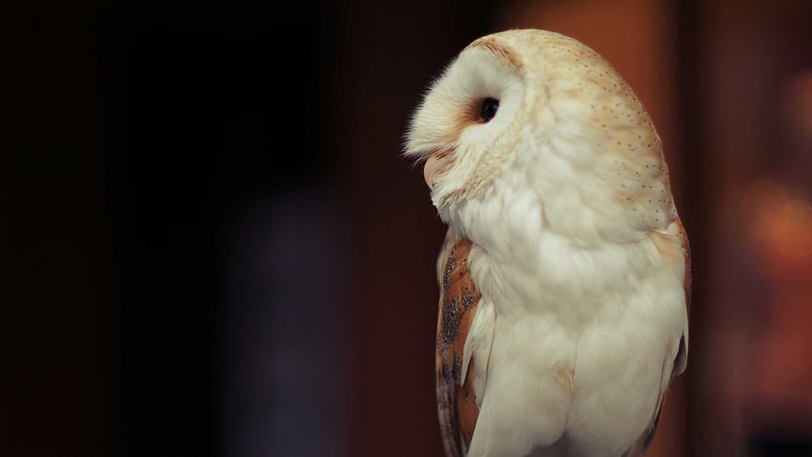 Owl Wallpapers (37 images) - WallpaperCat