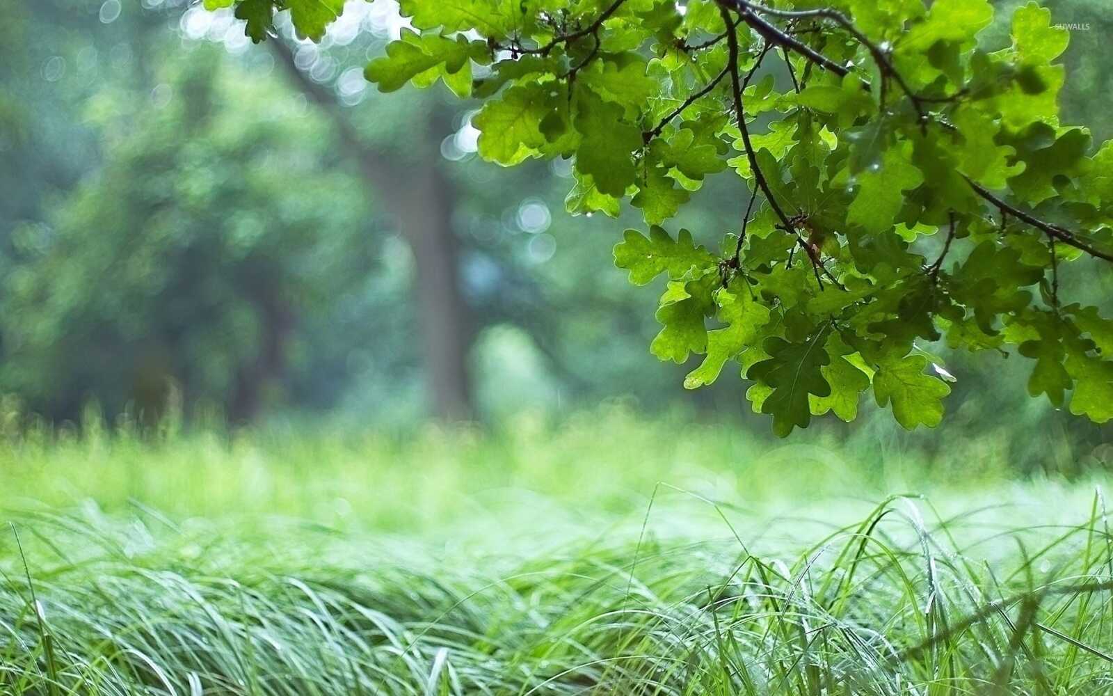 Oak Tree Wallpapers (58 images) - WallpaperCat