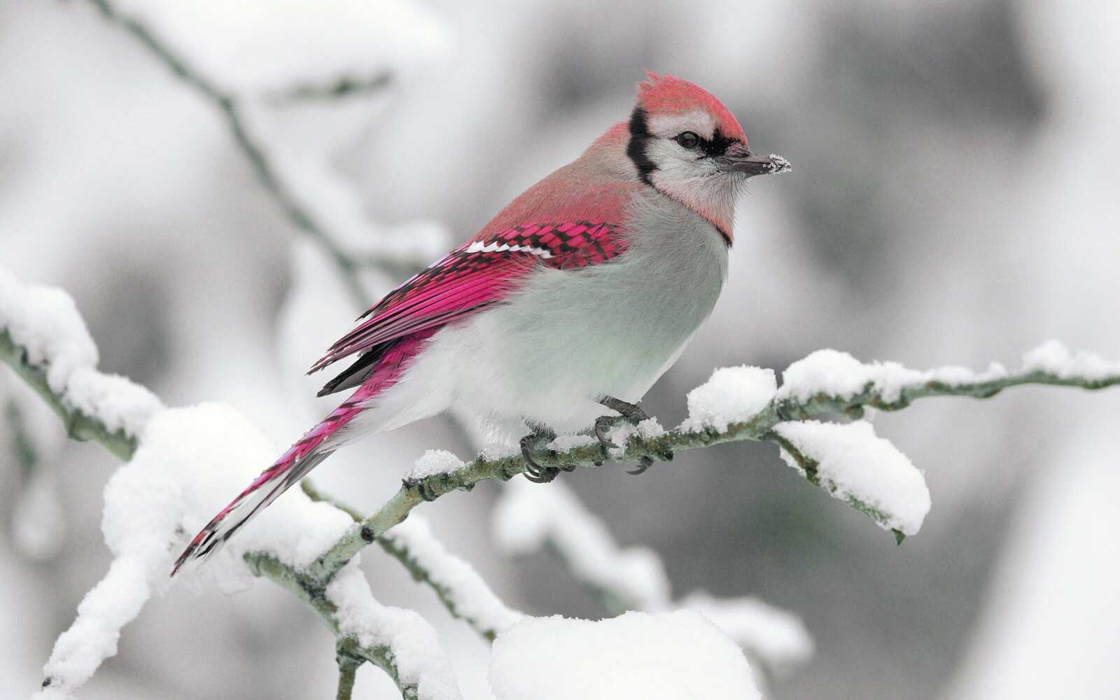 Bird Wallpapers (109 images) - WallpaperCat