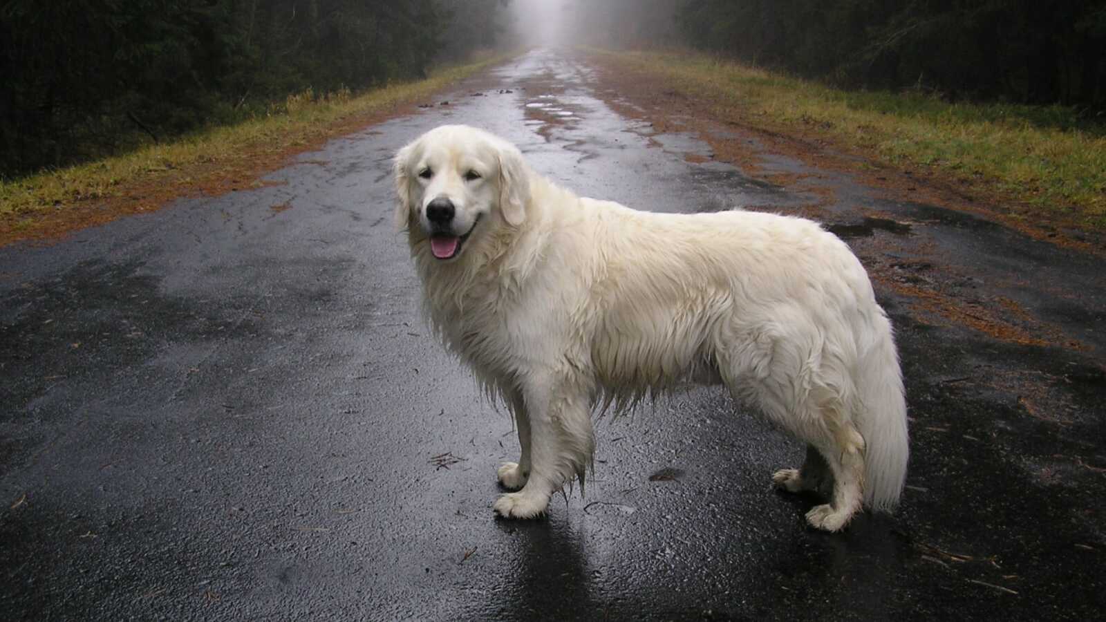 Great Pyrenees Wallpapers (30 images) - WallpaperCat