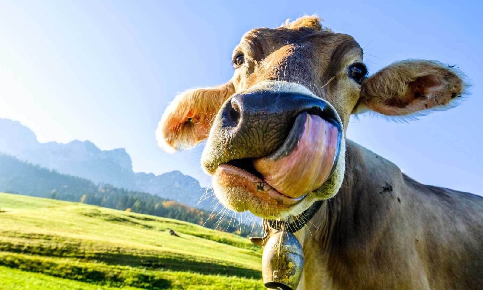 Cow Wallpapers (58 images) - WallpaperCat