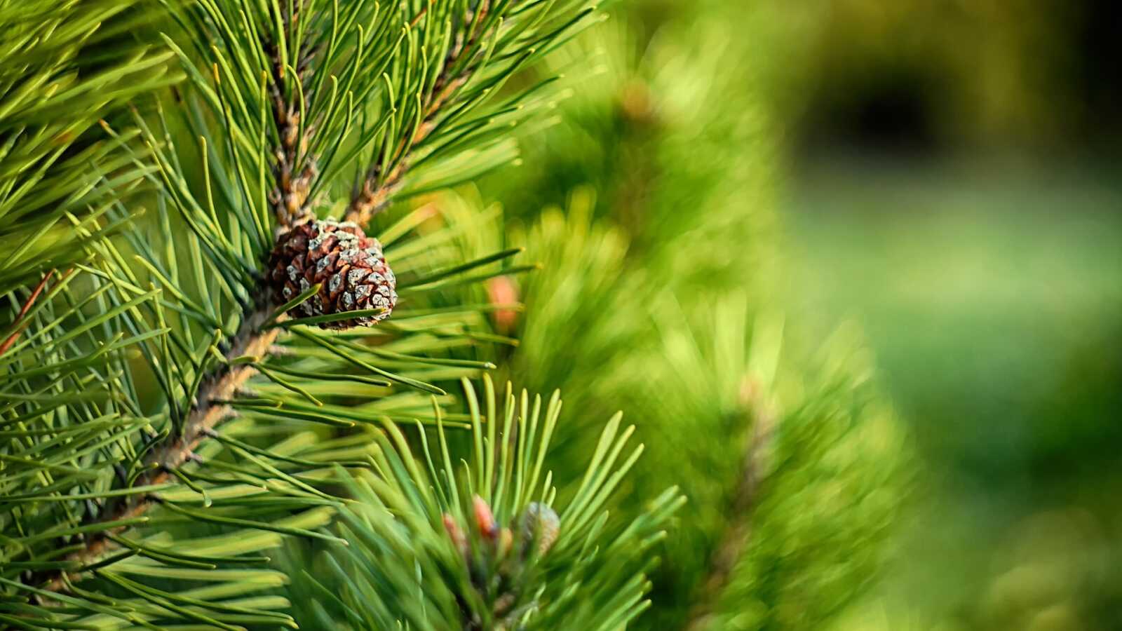 Pine Tree Wallpapers (80 images) - WallpaperCat