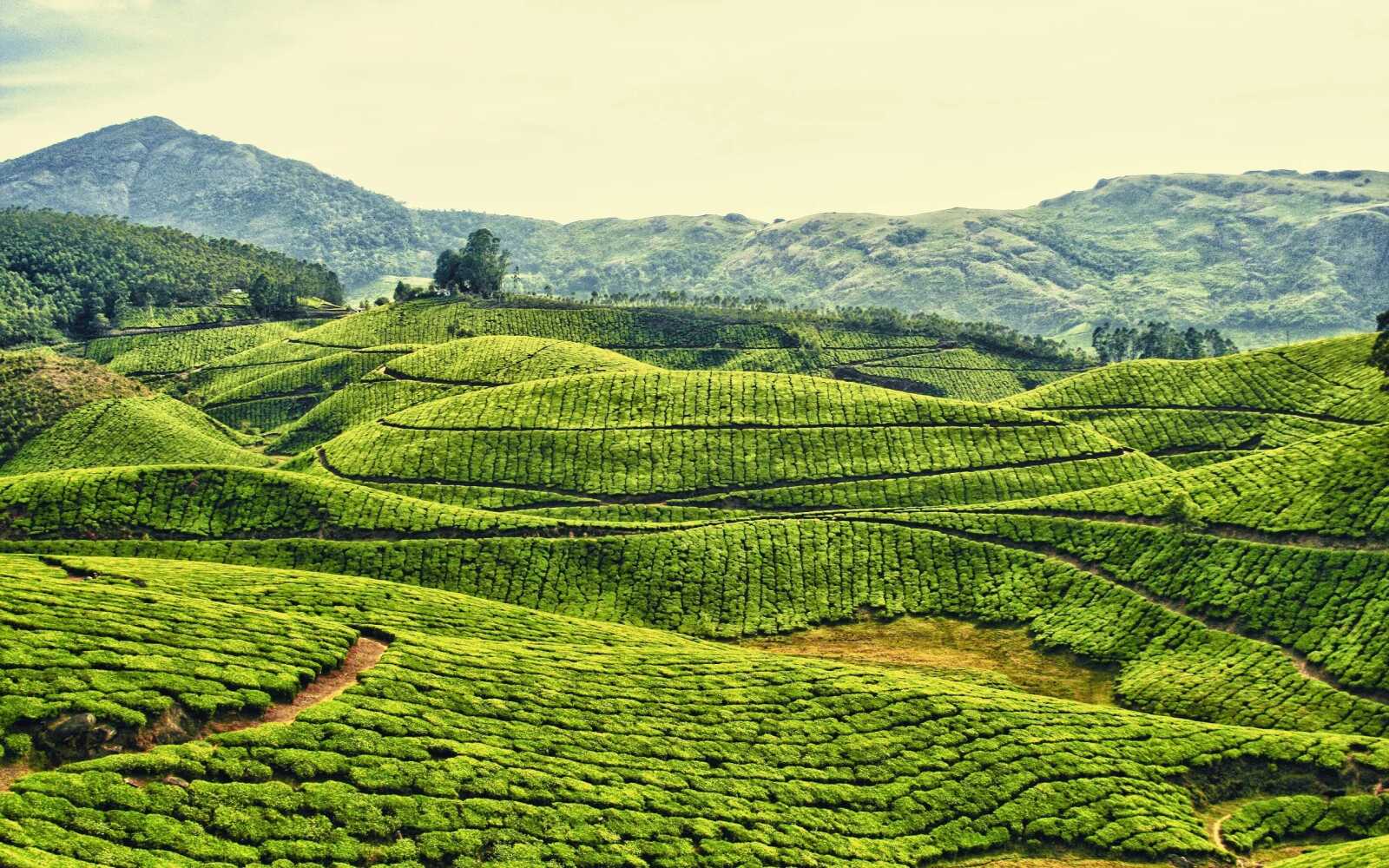 Kerala Wallpapers (43 images) - WallpaperCat