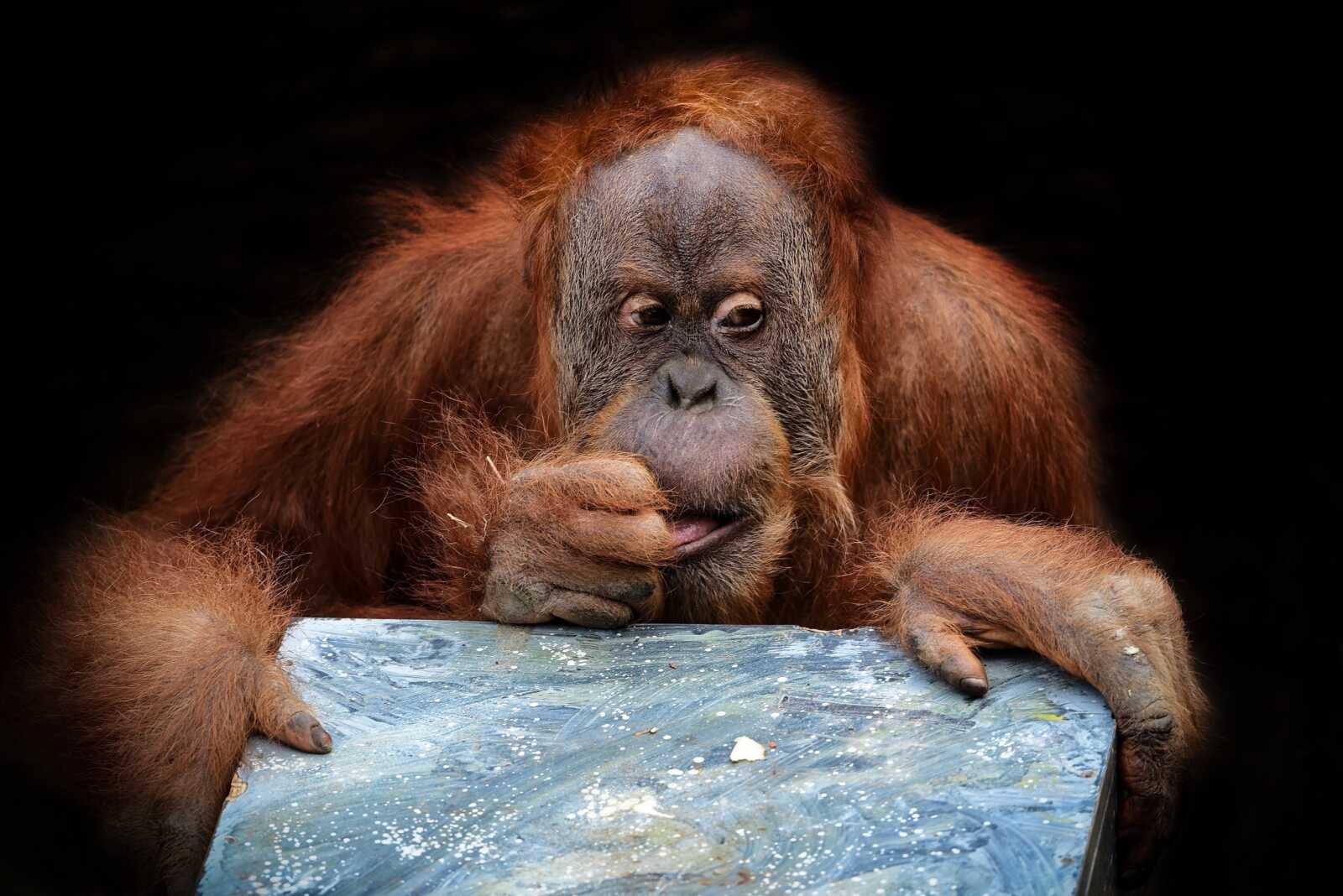 Orangutan Wallpapers (61 images) - WallpaperCat