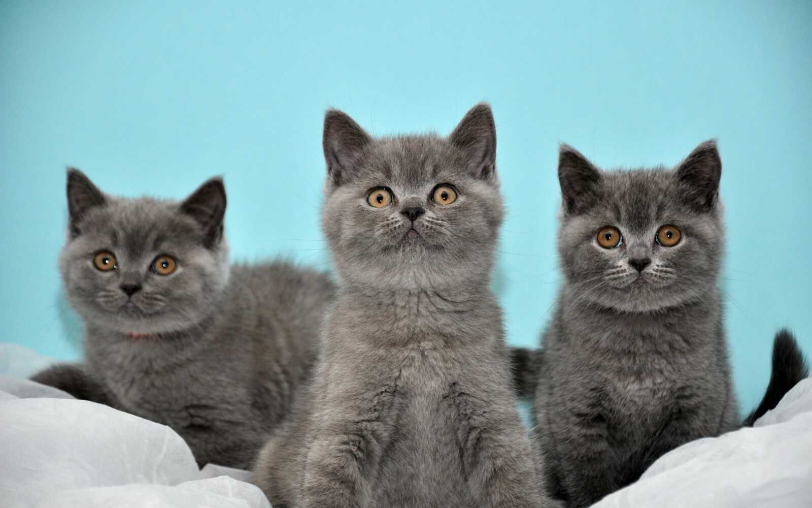 British Cat Wallpapers (36 images) - WallpaperCat