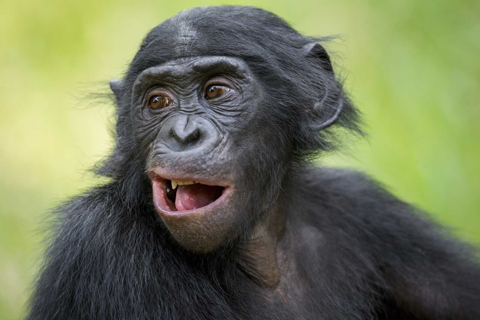 Bonobo Wallpapers (44 images) - WallpaperCat