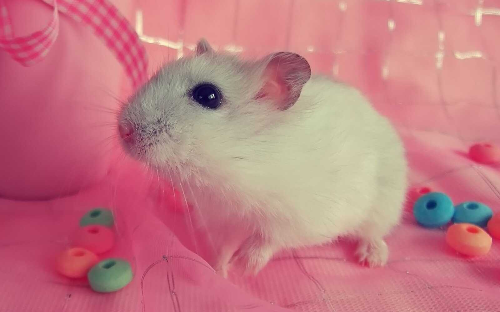 Hamster Wallpapers (49 images) - WallpaperCat