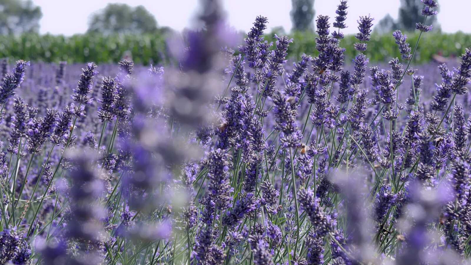 Lavender Wallpapers (97 images) - WallpaperCat