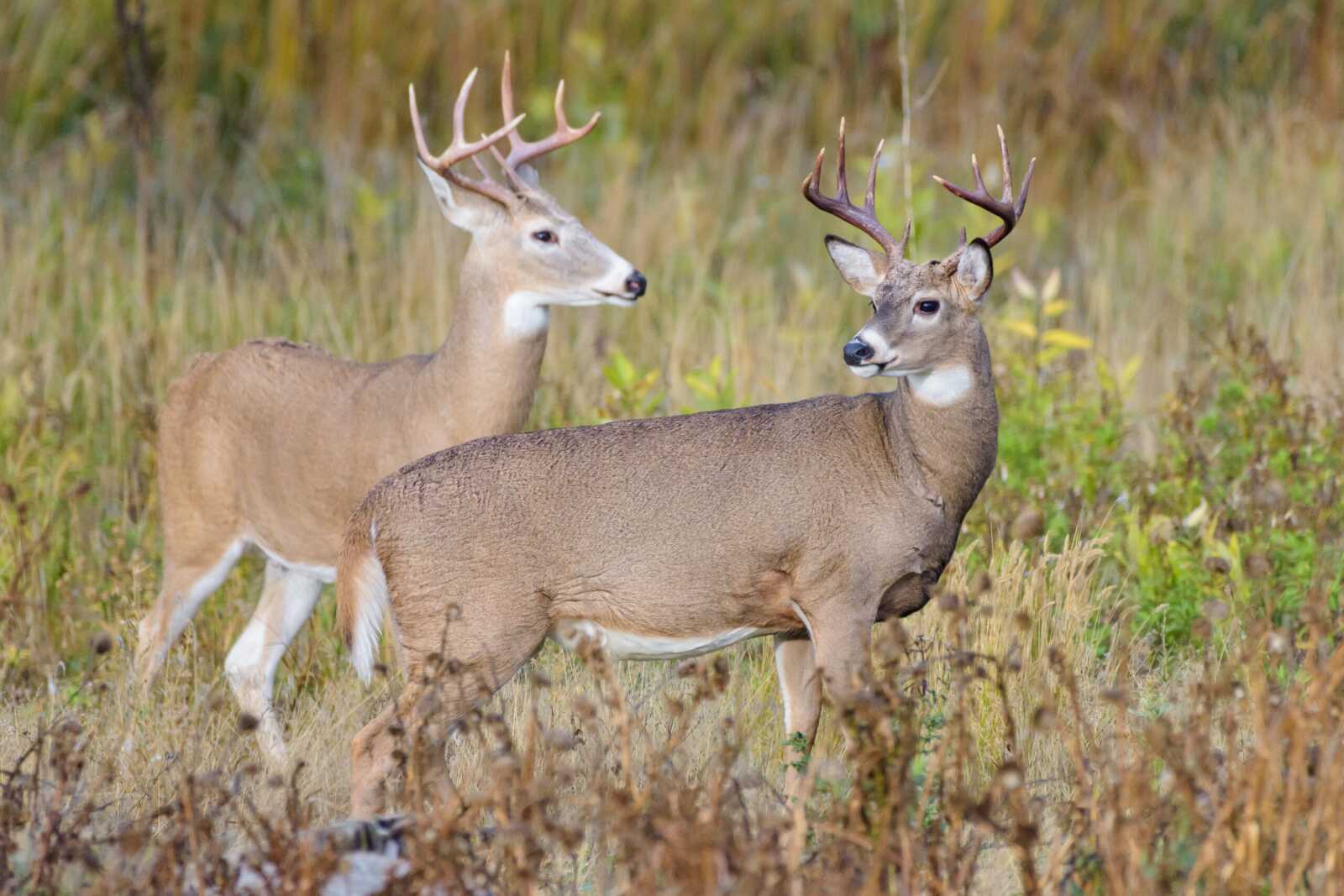 Deer Wallpapers (56 images) - WallpaperCat