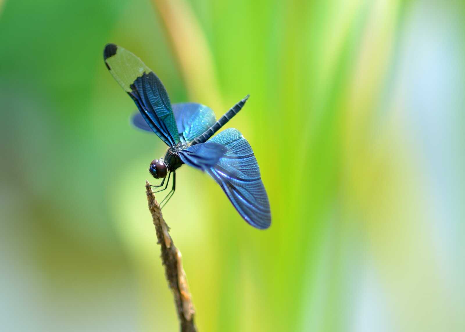 Dragonfly Wallpapers (31 images) - WallpaperCat