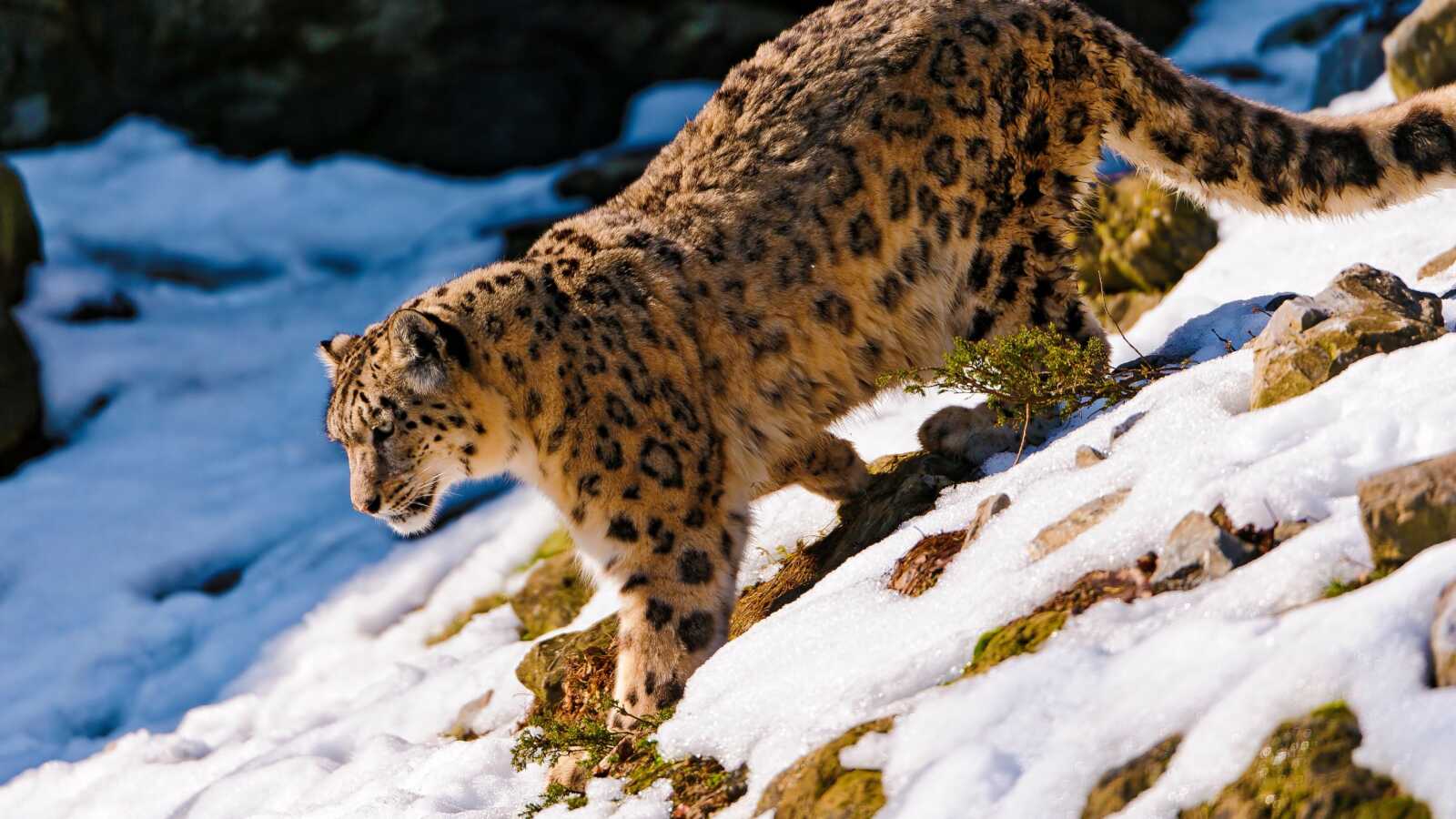 Snow Leopard Wallpapers (76 images) - WallpaperCat