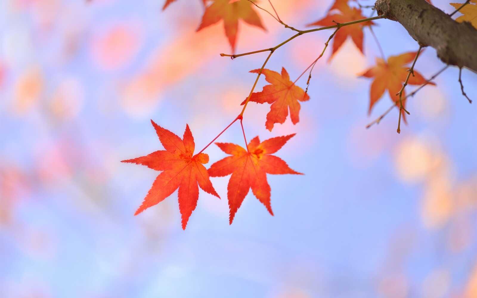 Maple Tree Wallpapers (97 images) - WallpaperCat