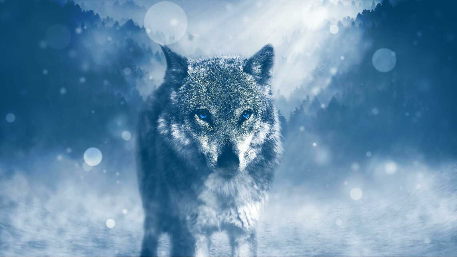 Wolf Wallpapers (122 images) - WallpaperCat