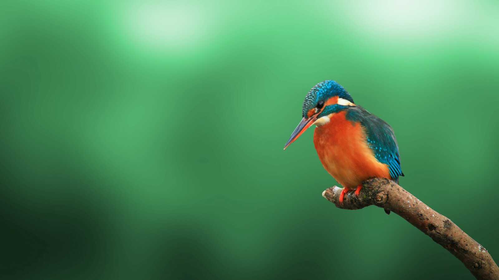 Bird Wallpapers (109 images) - WallpaperCat
