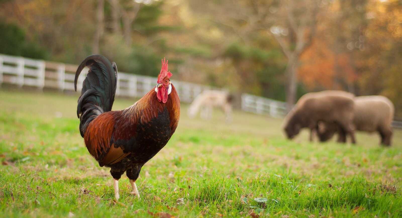Farm Animals Wallpapers (54 images) - WallpaperCat