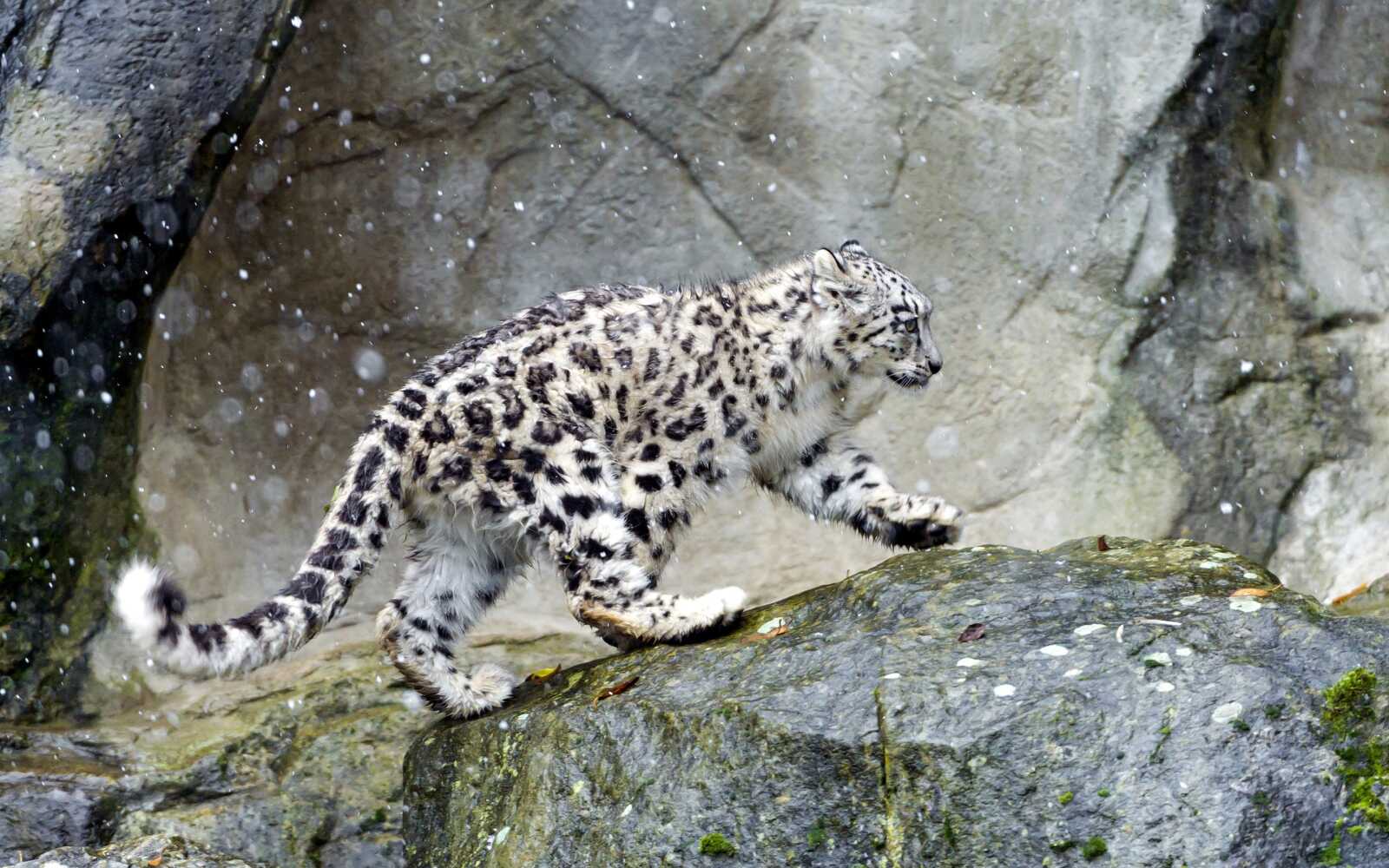 Snow Leopard Wallpapers (76 images) - WallpaperCat